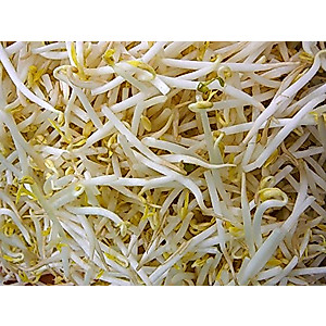 Todd’s Seeds - Mung Bean Sprouting Seed - Mung Bean Seeds - Chinese Green Bean - 1 Pound Bulk Seeds