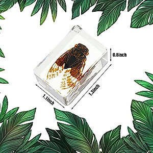 12 Pcs Insect in Resin Specimen Bugs Collection Paperweights Arachnid Resin Specimen Different Insect Specimen Bug Preserved in Resin for Kids Scientific Educational Toy, 12 Styles (Ladybug)