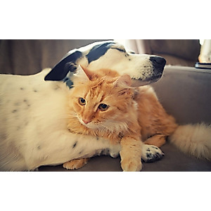 Dog Joint Rescue - Pets Joint Support with Turmeric and MSM - Dogs and Cats - Premium Complex - Dog Hip and Joint Supplement Turmeric - 2 Bottles (120 Tablets)