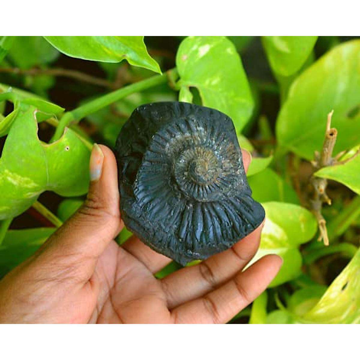 Shiva Lingam Shop 2.75"X2"inch Shaligram, Religious Gifts, Sudarshan Saligram Stone,Natural Shaligram Fossilized Shell, Iconic Symbol of The God Vishnu -I-6027