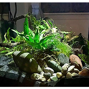 Mainam Java Fern Planted on Driftwood Microsorum Pteropus Freshwater Easy Low Light Live Aquarium Plant Decorations 3 Days Guarantee