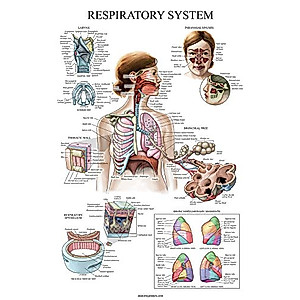 16 Pack - Anatomical Posters - Laminated - Muscular, Skeletal, Digestive, Respiratory, Circulatory, Endocrine, Lymphatic, Male & Female, Nervous, Spinal Nerves, Anatomy Charts - 18" x 24"