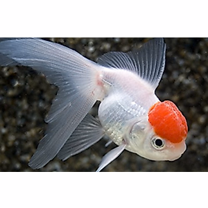 White Red Cap Oranda Goldfish 2-3" - Live Freshwater Aquarium Fish