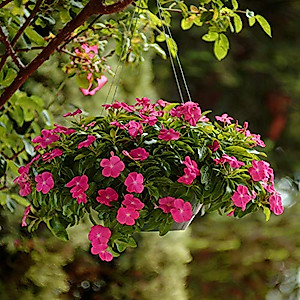 Outsidepride Vinca Periwinkle Rose Garden Flower, Ground Cover, & Container Plants - 2000 Seeds