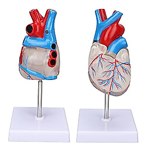 Heart Model, Transparent Design Heart Organ Model for Teaching aids