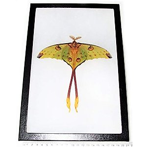 BicBugs Argema mittrei Framed Resting Pose Comet Moth Male Madagascar Framed