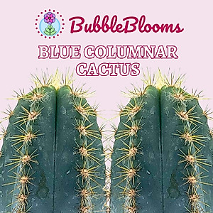 BubbleBlooms Blue Columnar Cactus, Pilosocereus pachycladus Cacti, Column Blue Torch, in a 4 inch Pot