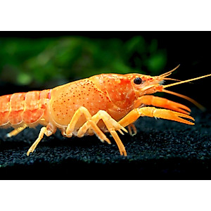 Aquatic Arts 1 Male Neon Red Crayfish | Live Freshwater Aquarium Lobster / Crawfish / Crawdad / Real Living Fish Tank Pet