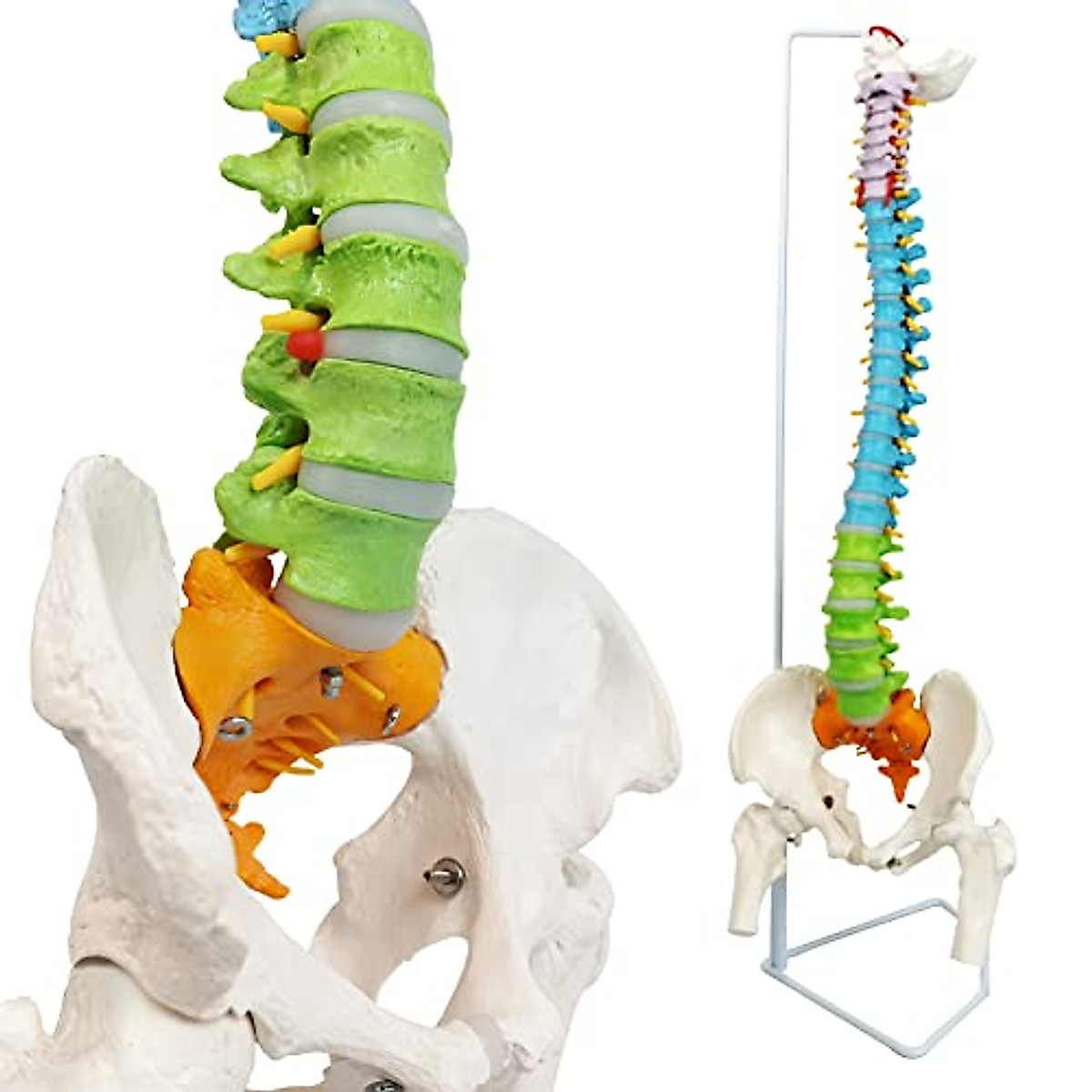 Merinden Spine Model,34.3" Flexible Life Size Spinal Cord Model with Stand, Chiropractic with Pelvis, Spinal Cord, Nerves and Vertebrae, Anatomical Spine Model ​for Science Study or Patient Education