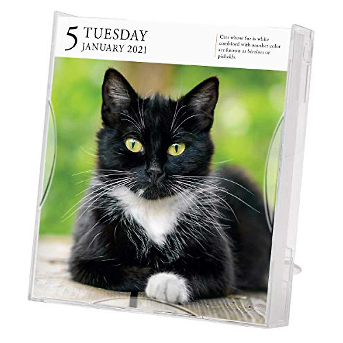 Cat Page-A-Day Gallery Calendar 2021