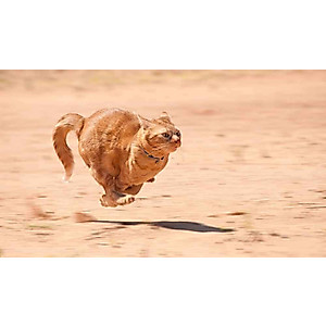 MY LUCKY PETS LLC cat Joint Supplement - CAT Hip and Joint Complex - Increase Mobility and Reduce Joint Stiffness - Immune Support - Vet Approved - cat glucosamine chondroitin - 3 Bottles (360 Tabs)