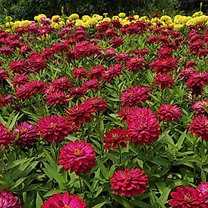 Outsidepride Zinnia Elegans Dahlia Cherry Heat & Drought Tolerant Garden Cut Flowers - 1000 Seeds