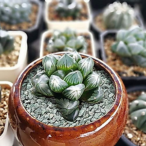 5.7lb Natural Decorative Gravel- Washed Green Zeolite,Irregular Shaped River Rock Stones, Succulents and Cactus Bonsai Additive Rocks,for Bonsai,Vases Fillers,Terrarium, Fairy Gardening, DIY Projects