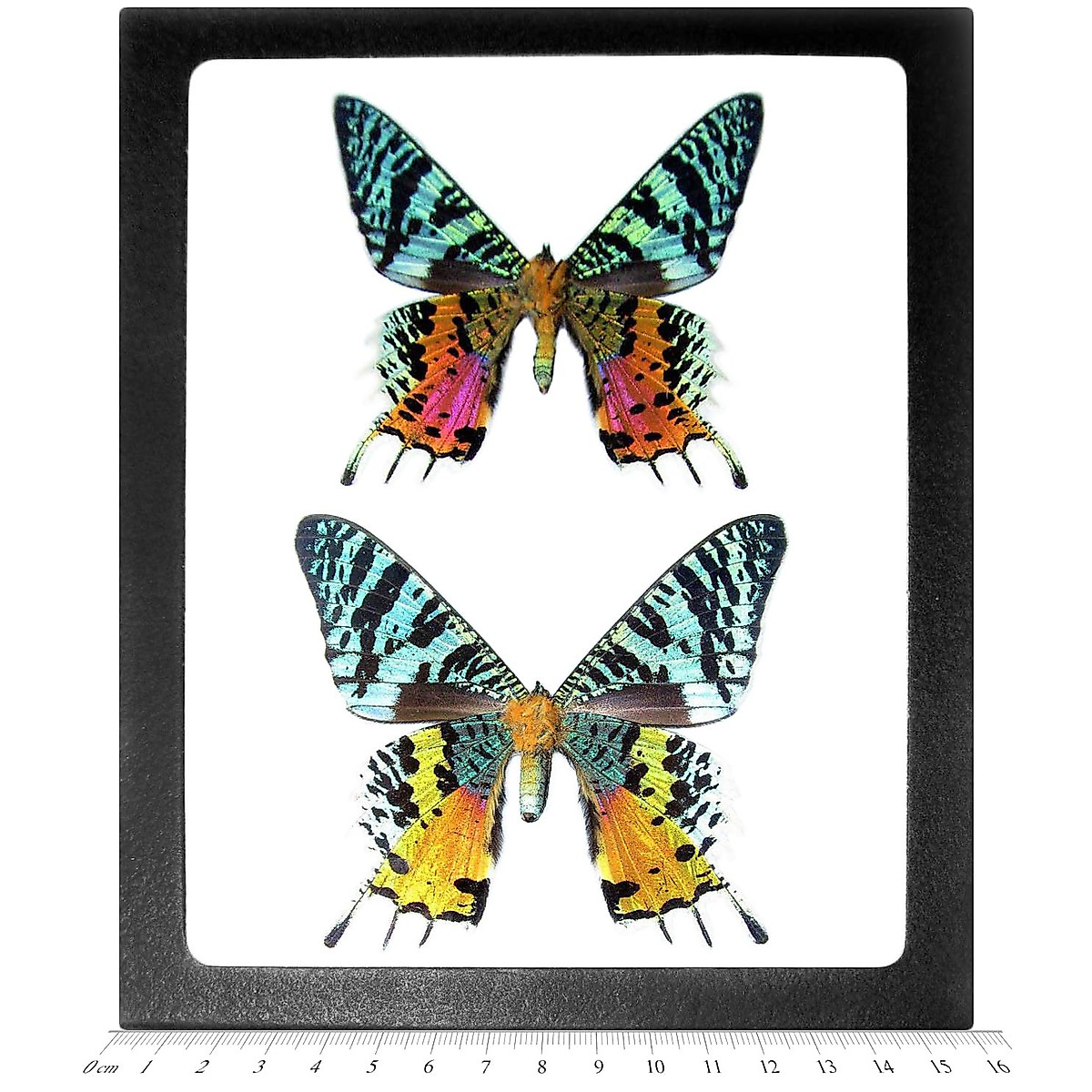 BicBugs Urania ripheus Pair Male Female Real Framed Butterfly Day Flying Moth Sunset Moth Madagascar