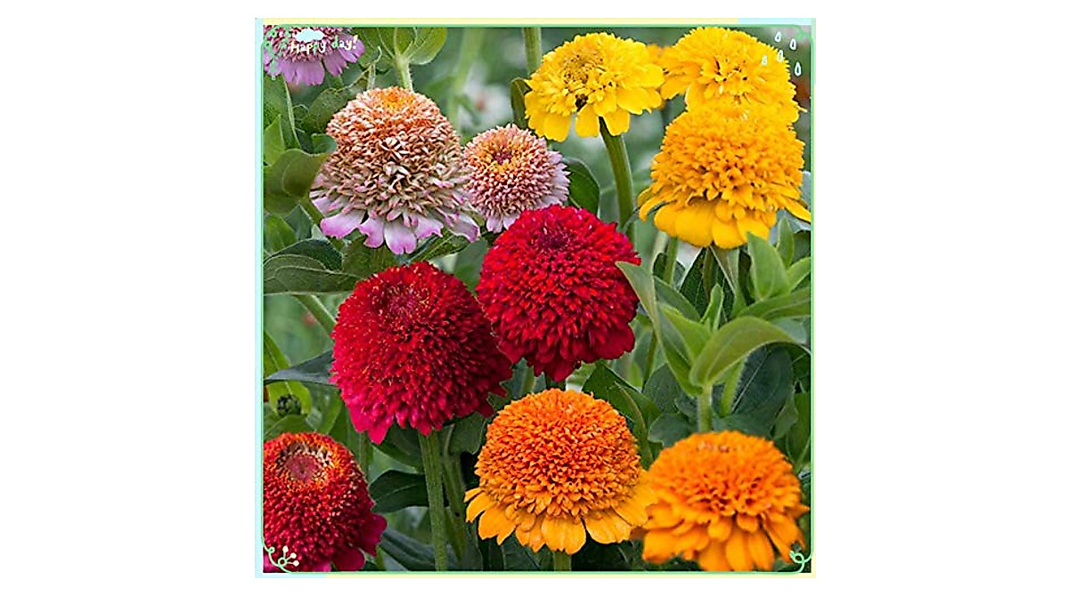 Buy Rare Zinnia Seeds - Faberge Mix for Vibrant Garden Blooms