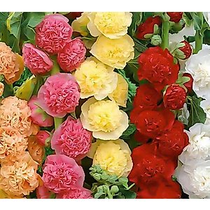 700+ Hollyhock Seeds for Planting (Alcea rosea) Perennial Flower Seeds Non GMO Heirloom Dark Red Red Pink Yellow and Orange Hollyhock Flower