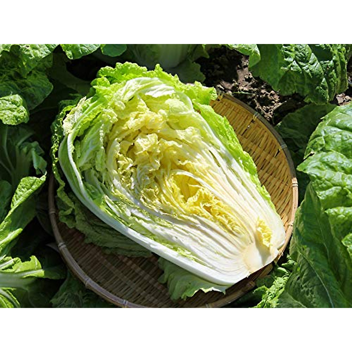 Gaea's Blessing Seeds - Chinese Cabbage Seeds - Michihili Heirloom - Non-GMO Seeds with Easy to Follow Planting Instructions - Open-Pollinated High Yield Heirloom 94% Germination Rate
