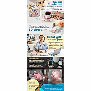 Anatomic Heart Specimen Coasters (Set of 6) - 3D Brain Coaster Set Also Available. Human Anatomy Gifts Medical Student Gifts CNA Gifts for Women Best Gifts for Medical Students Thinkgeek Coasters