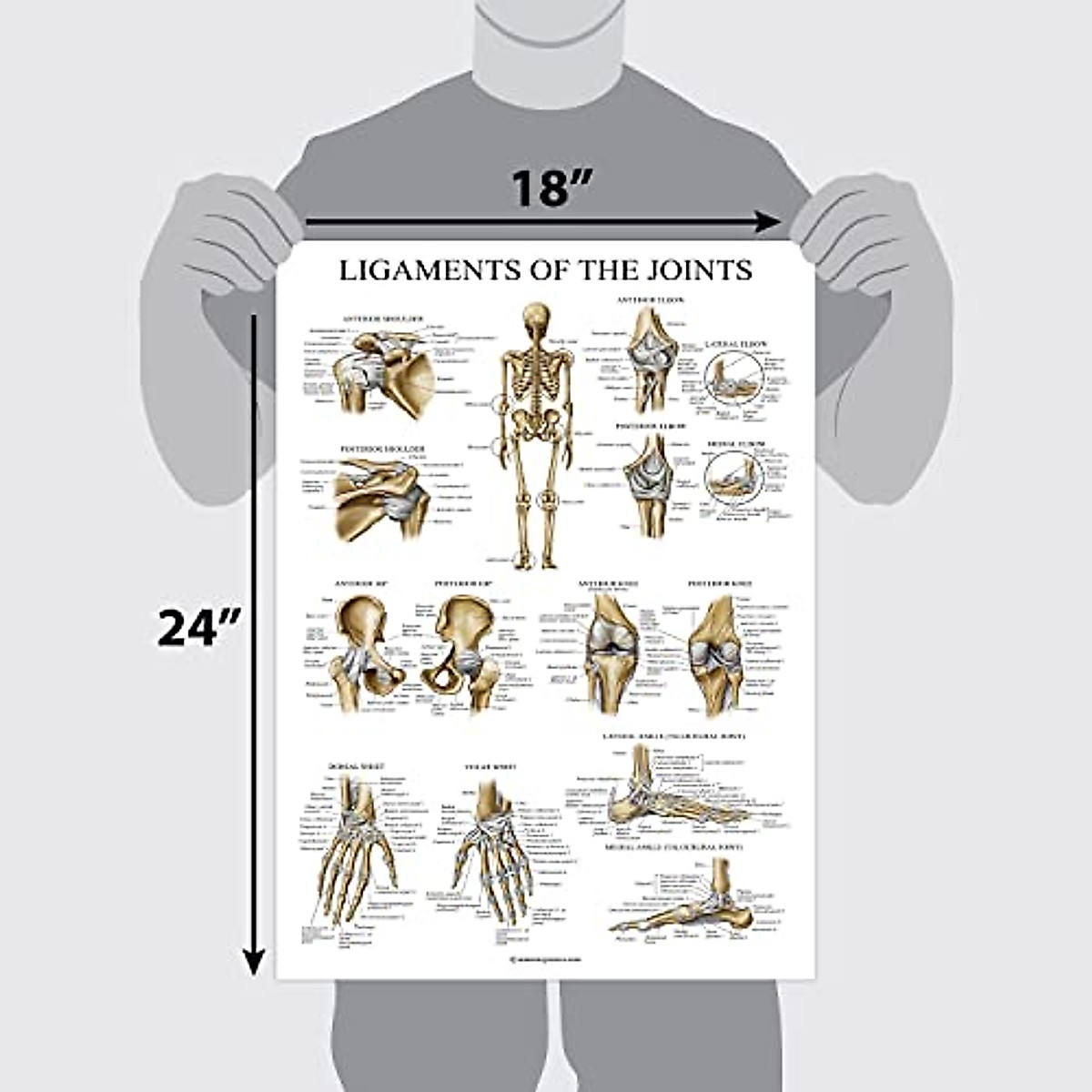 Palace Learning Ligaments of the Joints Anatomical Poster - LAMINATED - Ligament Anatomy Chart - 18 x 24