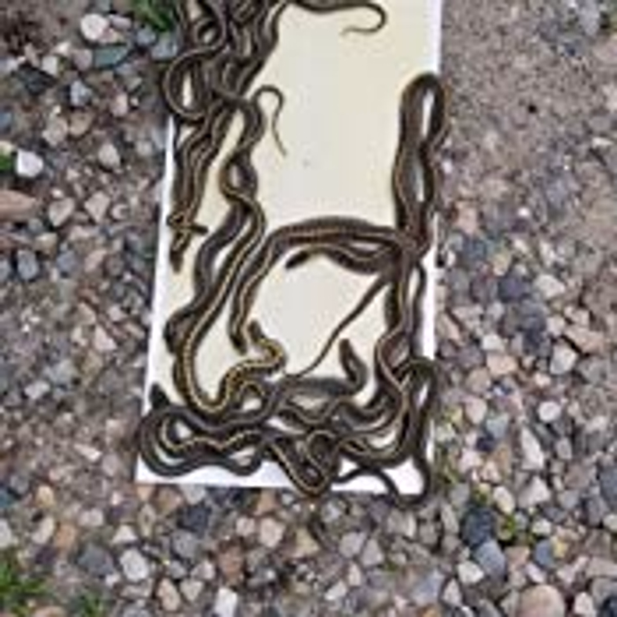 Cahaba Snake Trap (1 PK) Commercial Grade Large/Reusable 32"x10"x3" with (3) Large Catch Inserts Made in USA