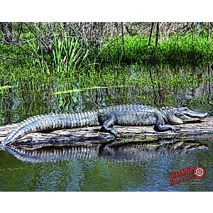 Duramesh Archery Target Alligator 25 in. x 32 in.