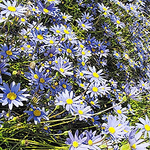 Blue Daisy Seeds Felicia Amelloides Perennial Drought Tolerant Showy Attract Butterflies Low Maintenance Bed Border Edging Patio Container Outdoor 50Pcs Flower Seesd by YEGAOL Garden