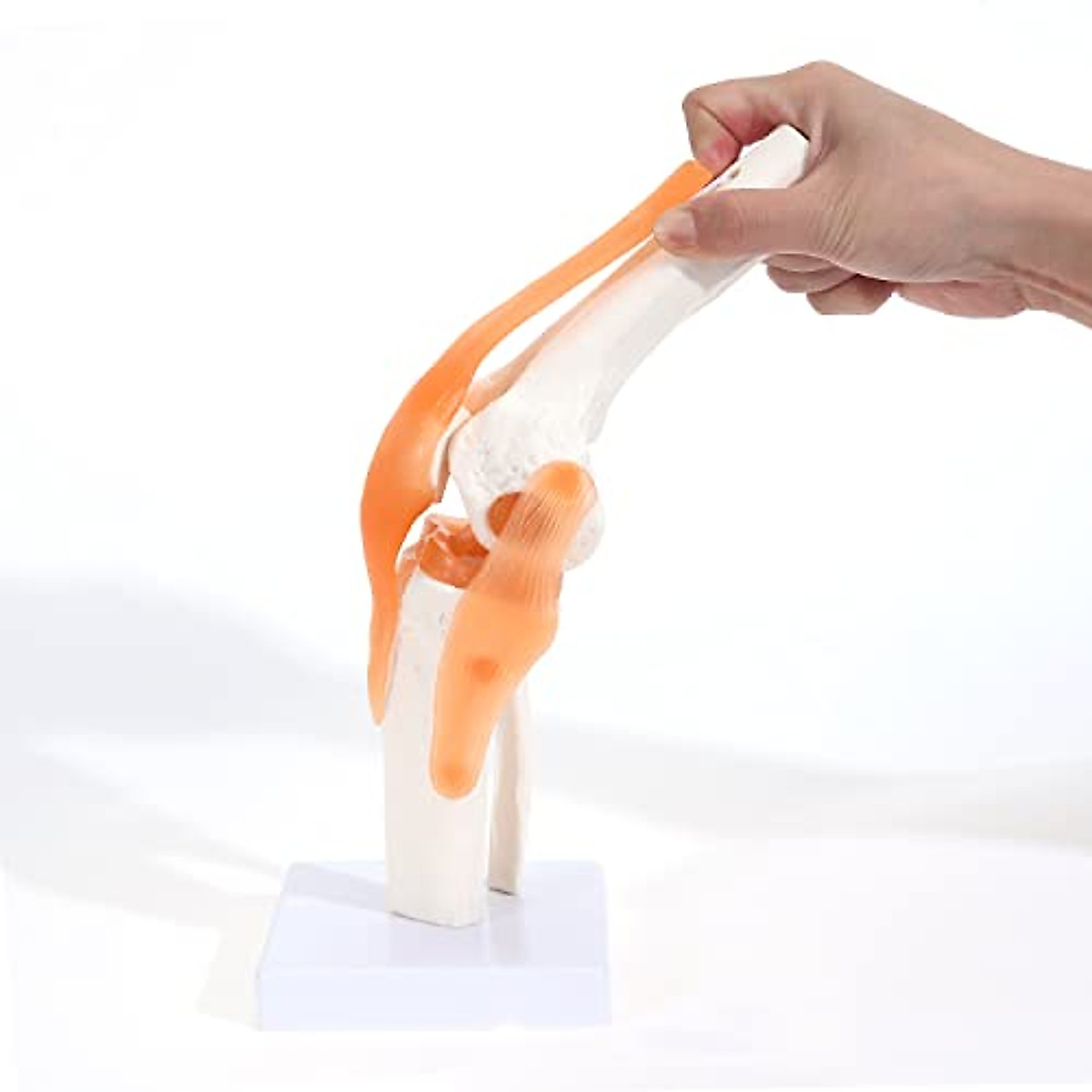 ASINTOD Anatomical Medical Knee Joint with Ligaments Model, Human 1:1 Life Size, for Science Classroom Study, Display Teaching