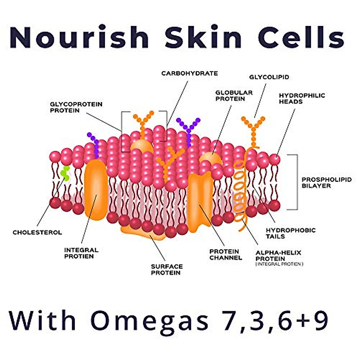 SeabuckWonders Organic Sea Buckthorn Body Lotion, 6 FL OZ