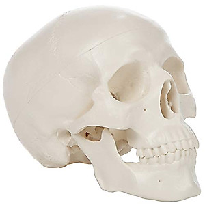 Axis Scientific Miniature Human Skull Model, 3.5" Tall 3-Part Anatomical Mini Human Skull Model with Removable Skull Cap and Moving Jaw, Realistic Skull Anatomy Model, Includes Detailed Product Manual