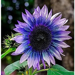 Mixed Sunflower Seeds for Planting - 500+ Heirloom Non-GMO Sunflower Seeds Open Pollinated & Untreated - Attracts Butterflies & Bees