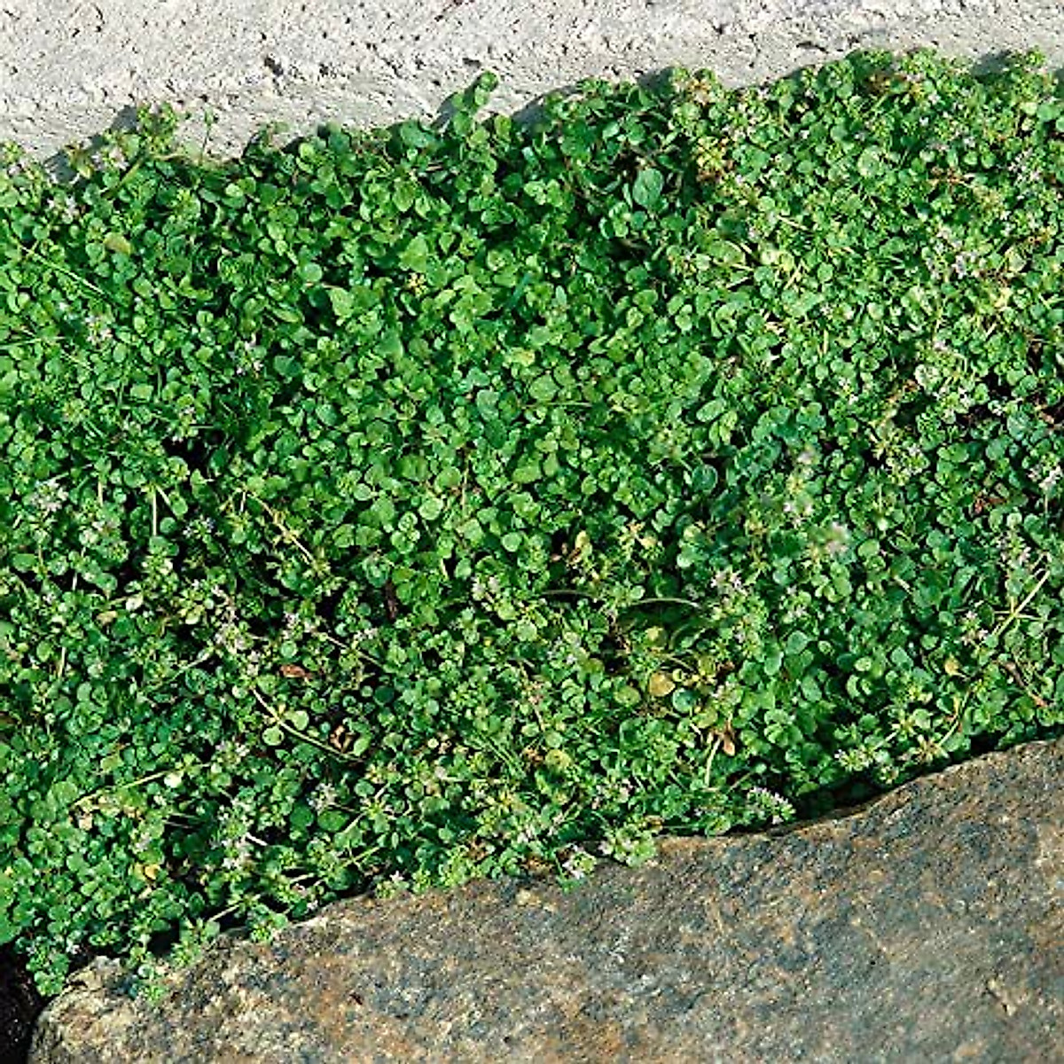 Outsidepride Corsican Ornamental Mini Mint Spreading, Mat Forming Ground Cover Plant Seeds - 25 Pellets