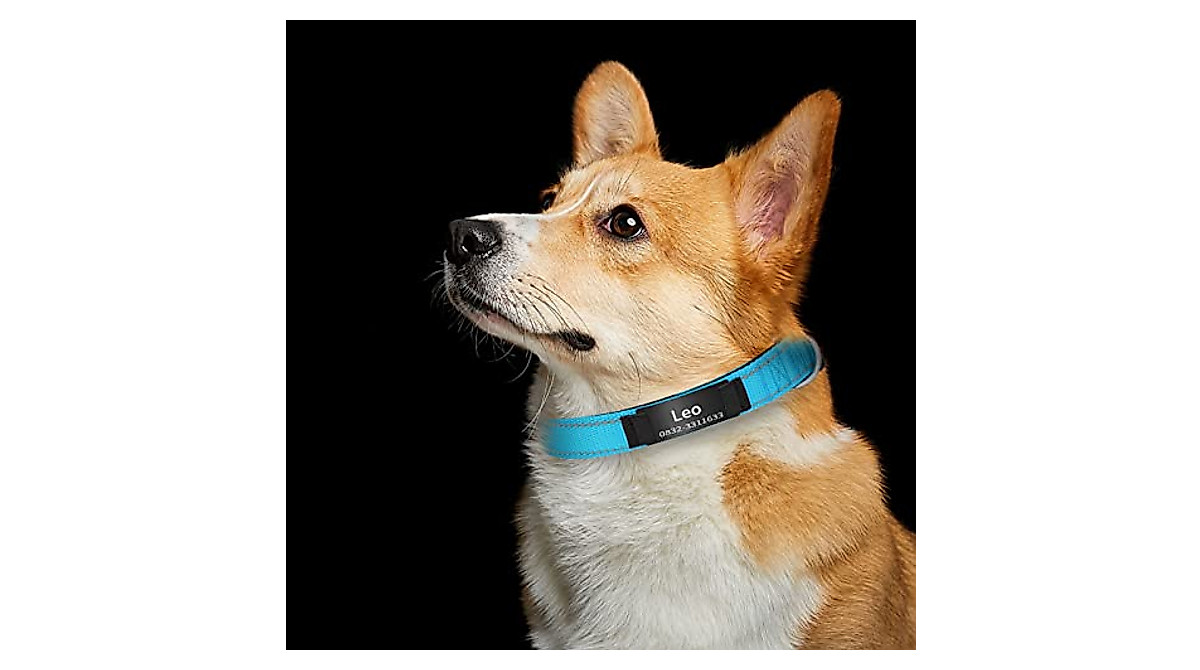 Personalized Reflective Dog Collars with Laser Engraving | SF Custom