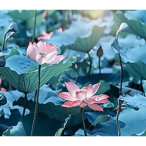 30PCS Bonsai Lotus Seeds for Planting, Water Lily Flower, Non-GMO Home Garden Plant Seeds, Flowering Aquatic Bonsai Plant, No Experience Required