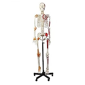 Wellden Product Anatomical Human Muscular Skeleton Model, w/Ligament, Numbered, Life Size 170cm