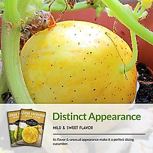 1 Pack Lemon Cucumber Seed for Planting - Packet with Instructions to Grow Little Yellow Cucumbers in Your Home Vegetable Garden - Non-GMO Heirloom Variety - Survival Garden Seeds