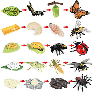 20 PCS Life Cycle Figurines of Butterfly Spider Bee Ladybug Dragonfly, Plastic Insect Bug Figures Toy Kit, Early Education Growth Stage Model Biology Science Toys School Project for Kids Toddlers