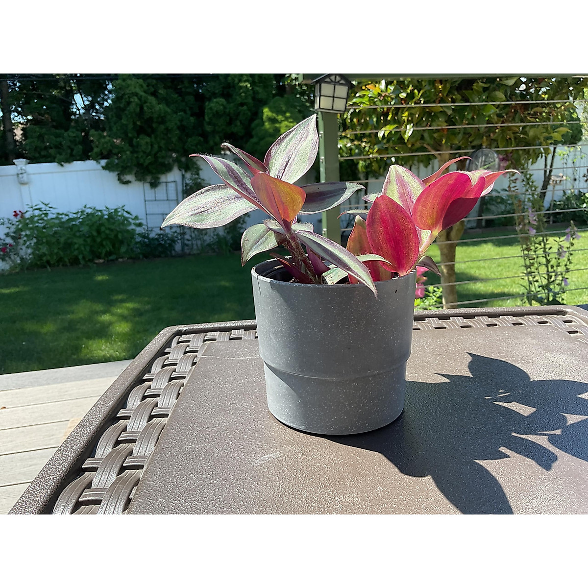 Dark Desire Wandering Jew Purple Live Plant - Unique Houseplants for Easy Indoor Gardens & Home Decor Gifts - Potted Tiny Houseplants 4" inch Grey Pot Included
