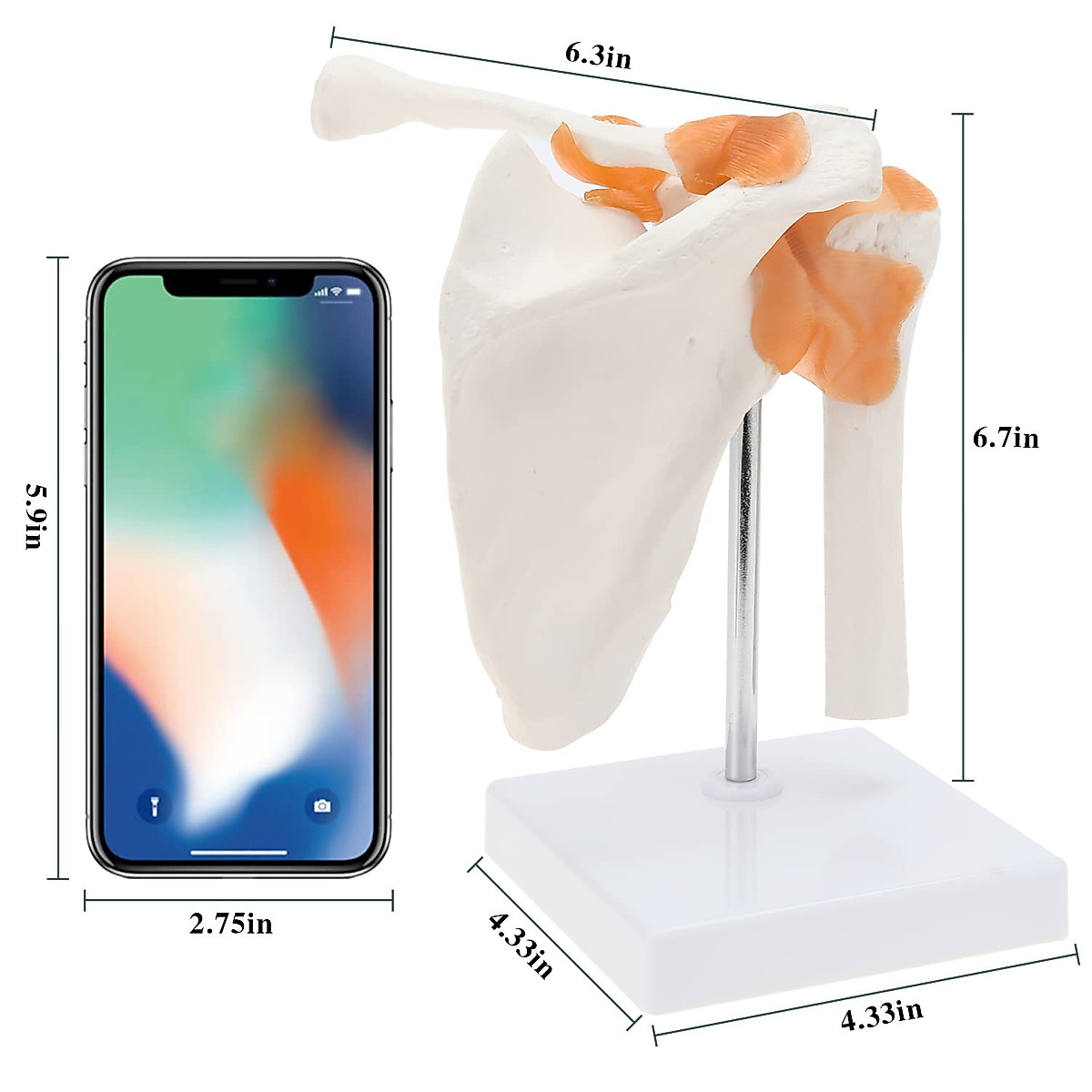 RONTEN Medical Shoulder Anatomy Model with Functional Ligaments, Life Size Anatomical Human Shoulder Joint Model for Science Class Medical Teaching Display Model (Includes a Base)