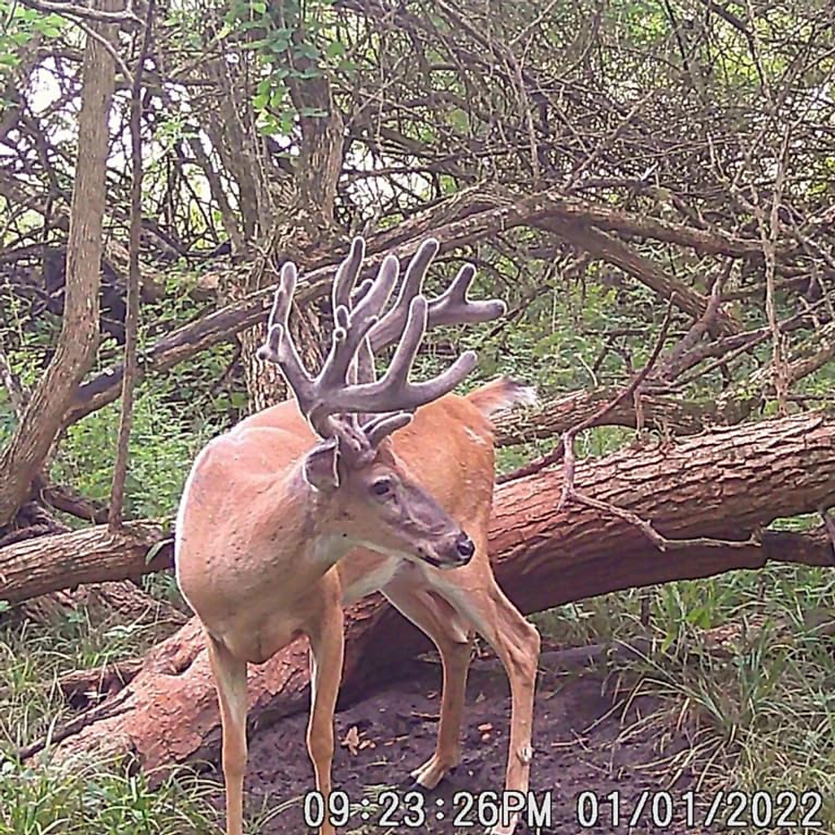 Pure Whitetail | Full Throttle – Mineral Lick | Better Than Deer Salt Lick | Whitetail Deer Plot Vitamin & Mineral Supplement for Antler Growth & Body Development | 5 LB Bag (1)