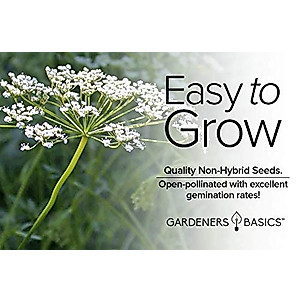 Anise Seeds for Planting is A Heirloom, Non-GMO Herb Variety- Pimpinella Anisum Herb Seeds Great for Indoor and Outdoor Gardening by Gardeners Basics