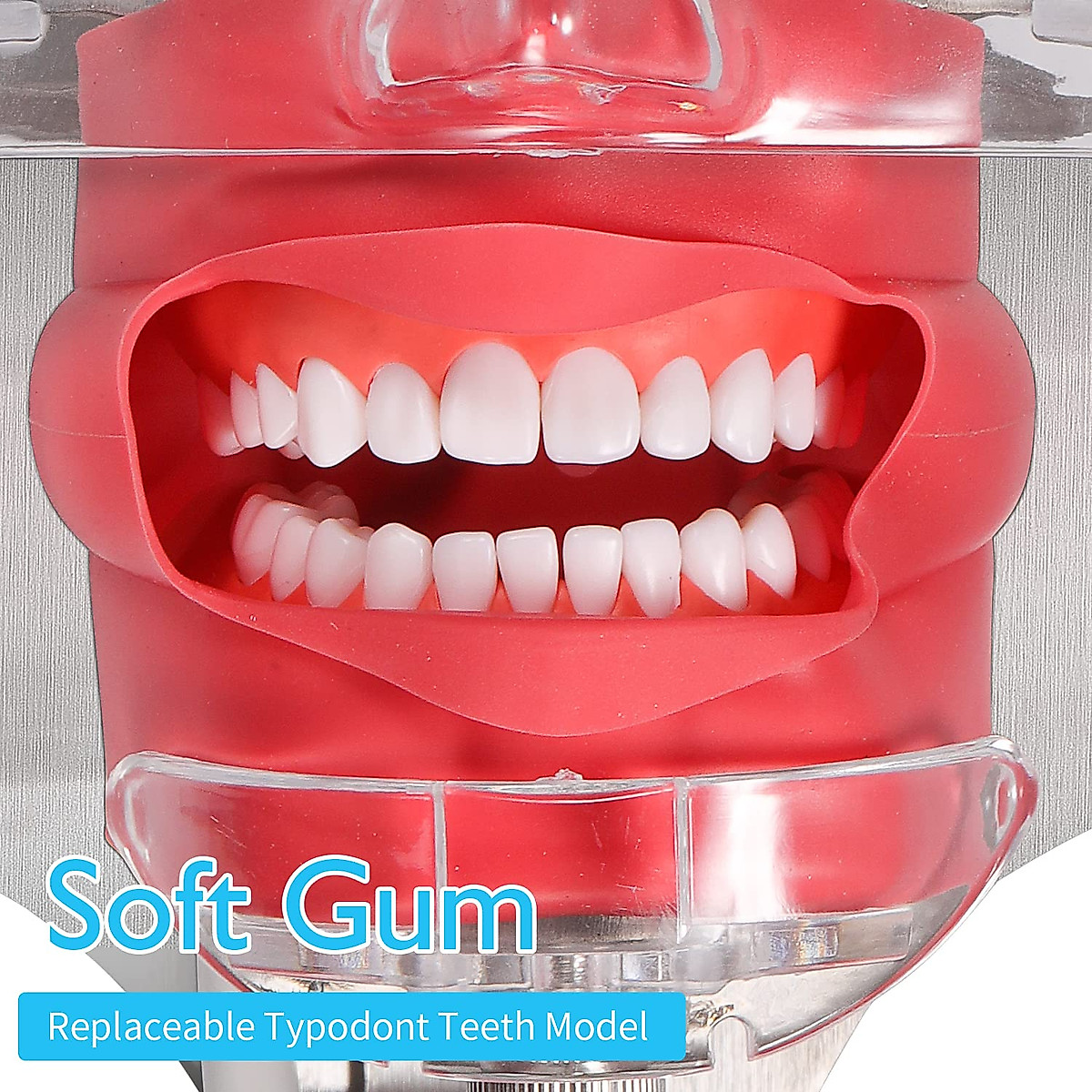 ANNWAH Dental Simulator Manikin Phantom Head - Teaching Mouth Head Model Fix on Chair Replaceable Typodont Tooth Model 360-Degree Adjustment for Dentists & Dental Assistants and Hygienists