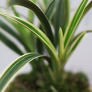 Indoor Plants, Orchids Plants Live—Exotic Easy Species, Gardening Gifts for Women, Easy to Grow&Bloom, NOT in-Bud/Bloom When Shipped (Purple Moon)