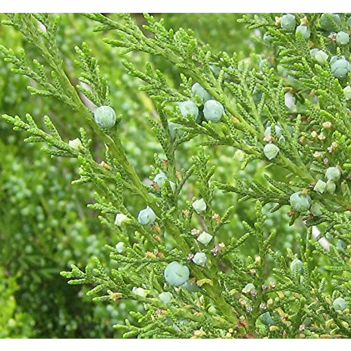 Hetzi Juniper | 3 Live Gallon Size Trees | Juniperus Chinensis | Drought Tolerant Cold Hardy Evergreen Privacy Screening Plants
