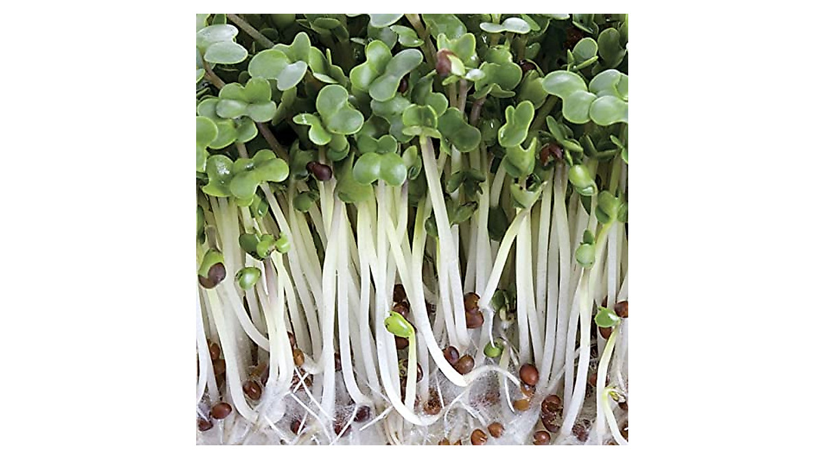 Todd's Seeds Sprouting Mix - Non-GMO & Chemical Free