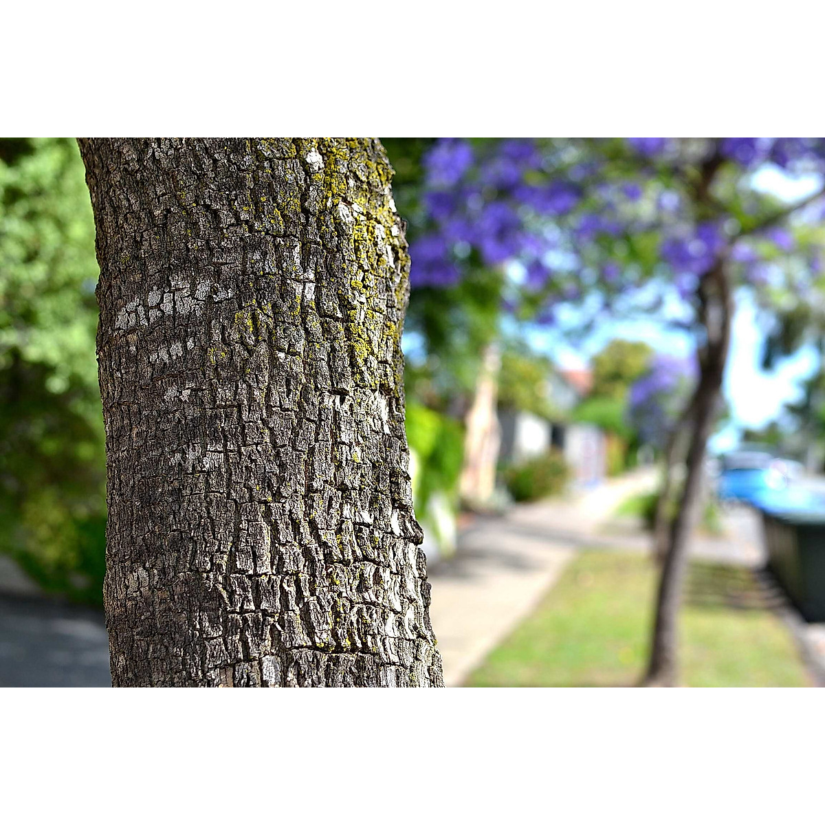 100 Jacaranda Tree Seeds (Jacaranda mimosifolia/Jacaranda acutifolia) - 100 Seeds - Blue Jacaranda Seeds, Black Poui, Nupur Tree - Pack of 100 Rare and Viable Seeds - QO Seeds