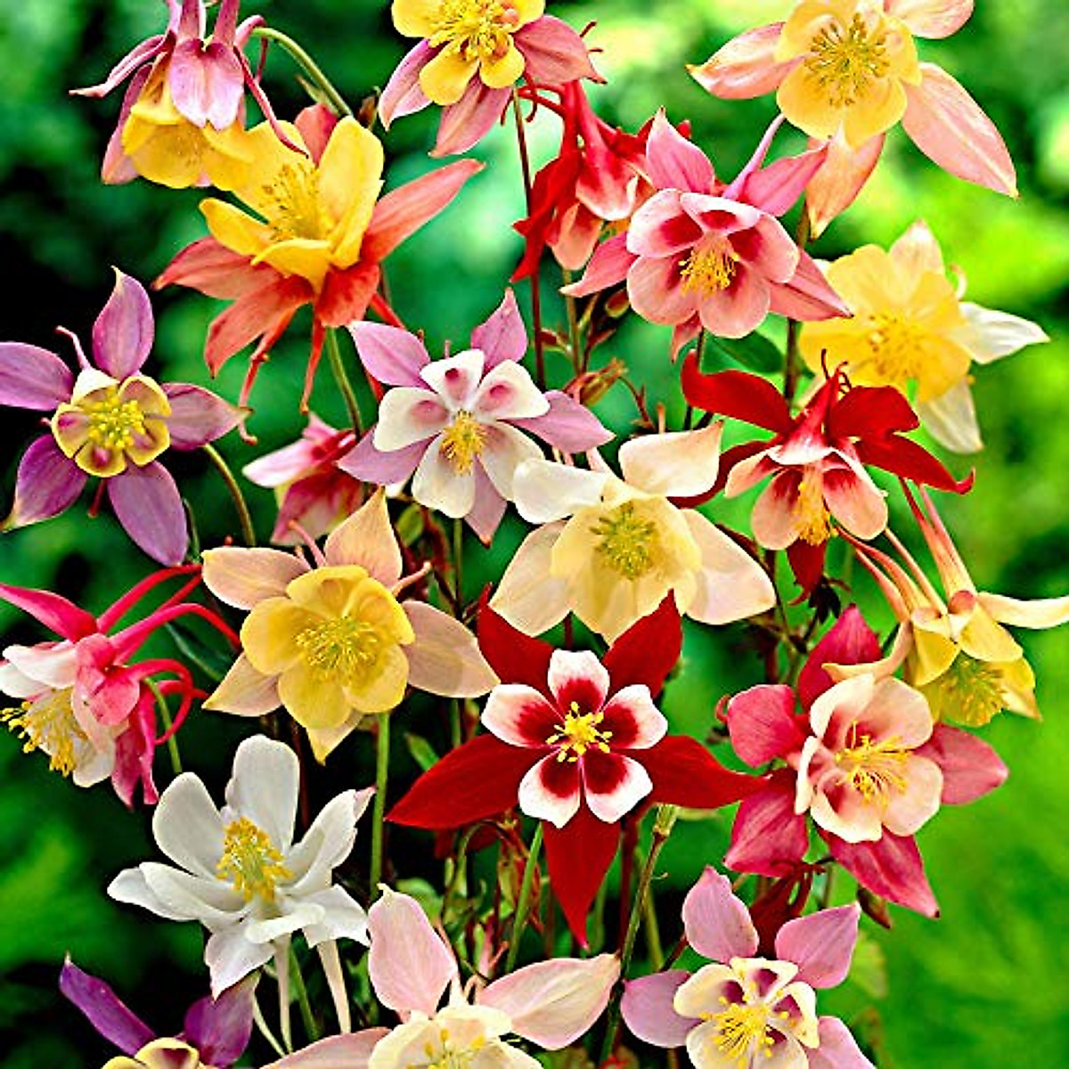 RAISE ME UP: Seeds Columbine Mix Aquilegia Perennial Flowers