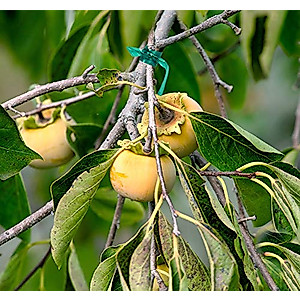 Unves Garden Tape Roll, 1/2" 300 Ft Plant Tape, Reusable Stretch Tie Tape for Plants, Nursery Tree Tape Support for Indoor Outdoor Patio Plant, Tree, Vegetables, Branches