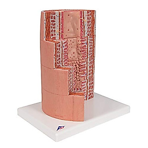 3B Scientific K23 3B MICROanatomy Digestive Tract - 3B Smart Anatomy