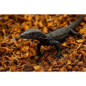 RediChip Coconut Chip Substrate for Reptiles 36 Quart Loose Medium Sized Coconut Husk Chip Reptile Bedding for Snakes, Tortoises, Geckos, Frogs, or Lizard Terrarium Tanks…