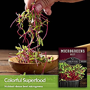Survival Garden Seeds Beet Microgreens for Sprouting and Growing - 3 Packs - Sprout Green Leafy Micro Vegetable Plants Indoors - Grow A Mini Windowsill Garden - Non-GMO Heirloom Variety